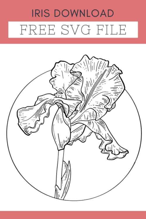 Grab this Pretty Iris Download from Our Free SVG Files!