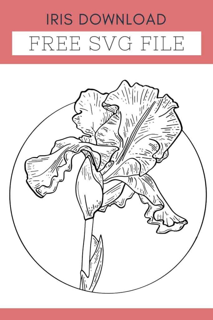 Grab this Pretty Iris Download from Our Free SVG Files!