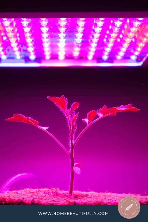 7 Amazing Hacks for How to Hang Grow Lights in Closets
