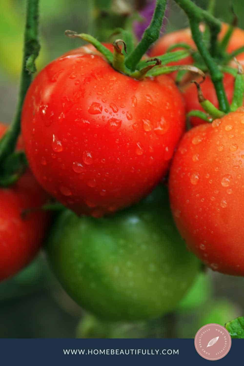 How to Reduce Humidity in a Grow Tent in 3 Easy Steps