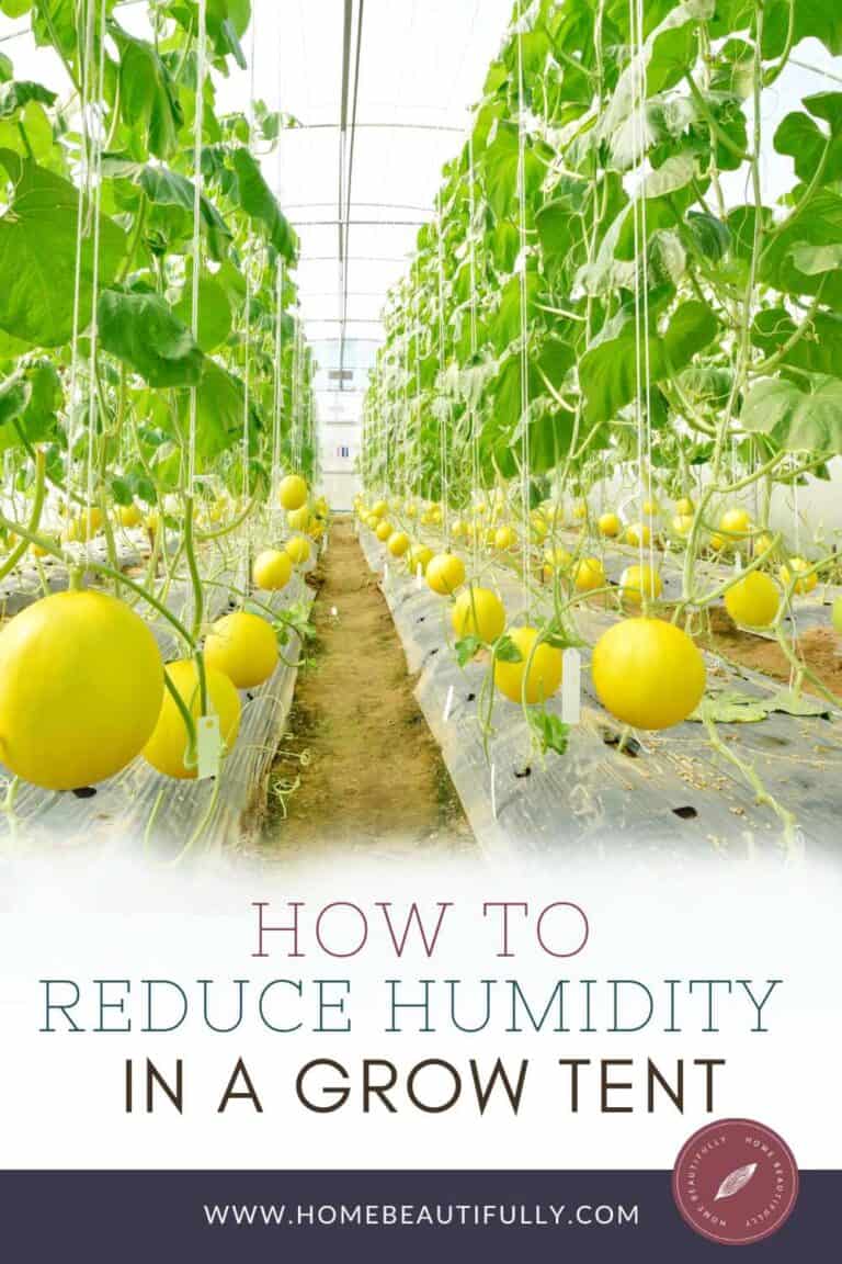 How to Reduce Humidity in a Grow Tent in 3 Easy Steps