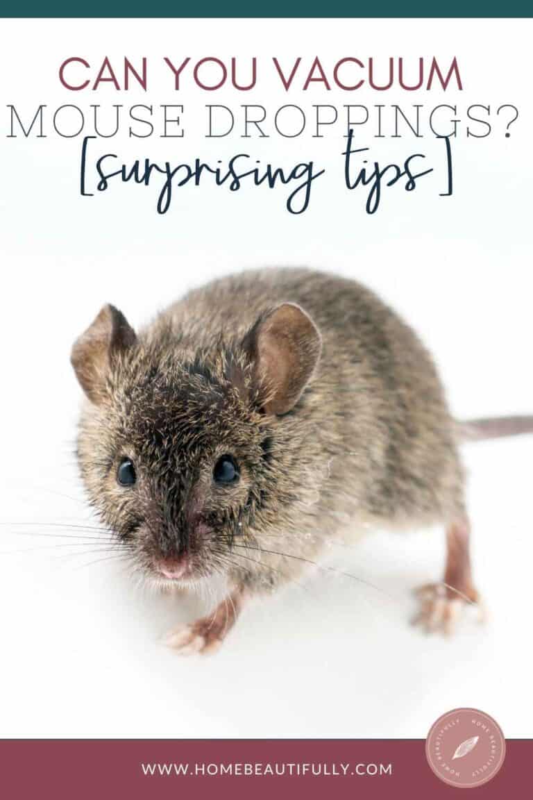 Can You Vacuum Mouse Droppings?: Surprising Expert Tips